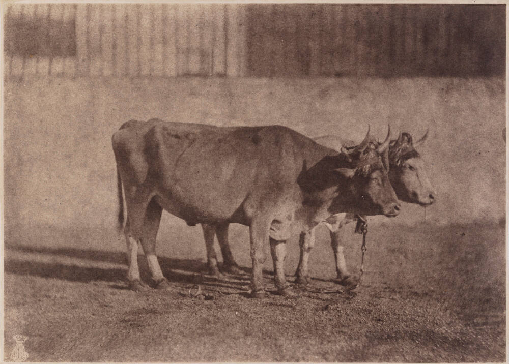 Oxen with yoke – Photography – Categories of "Collections" – The Nelson ...