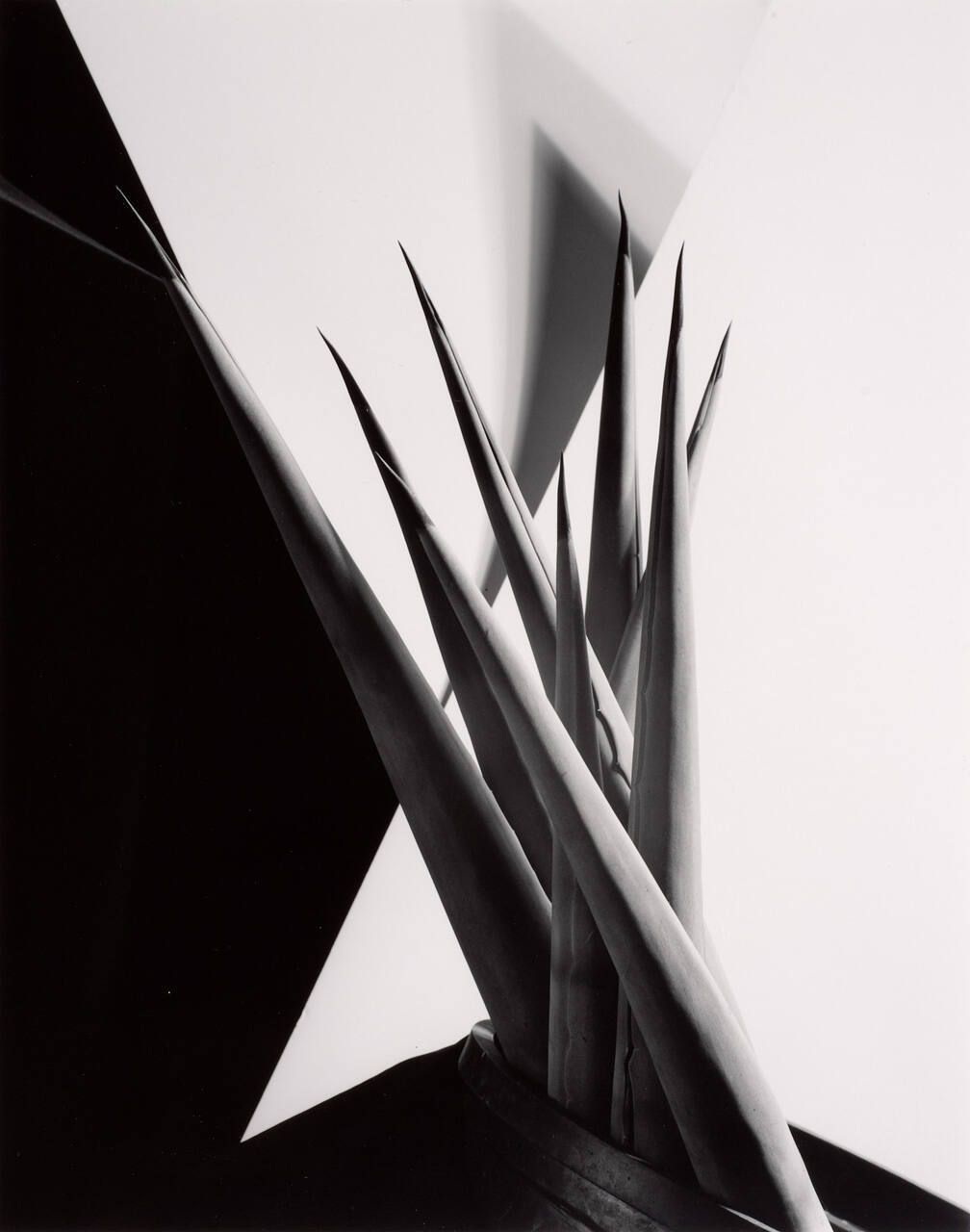 Agave Design I – Works – The Nelson-Atkins Museum of Art